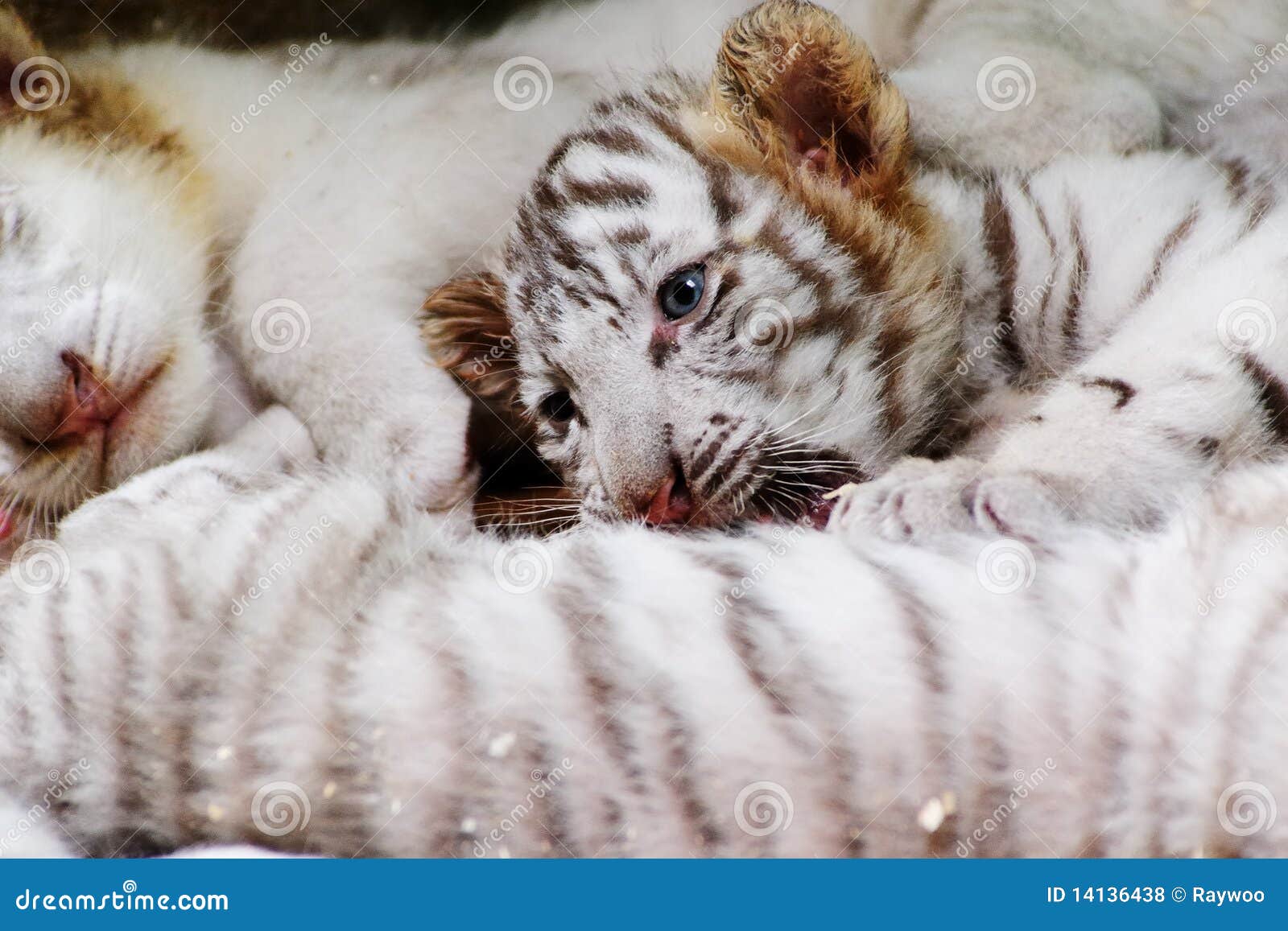 Tiny tiger stock photo. Image of sleepy, jungle, animal - 14136438