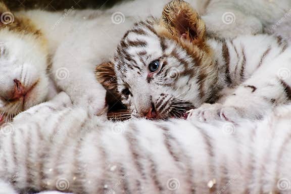 Tiny tiger stock photo. Image of sleepy, jungle, animal - 14136438