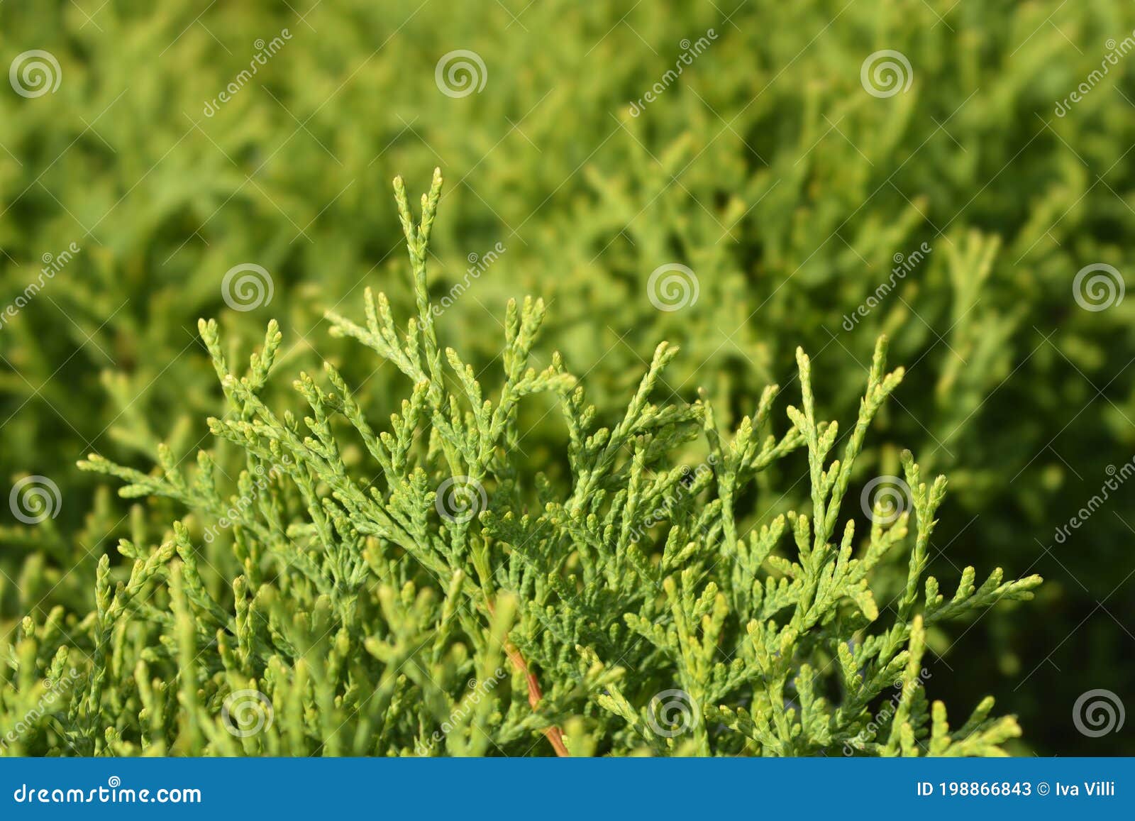 Tiny Tim Arborvitae stock image. Image of botany, american - 198866843