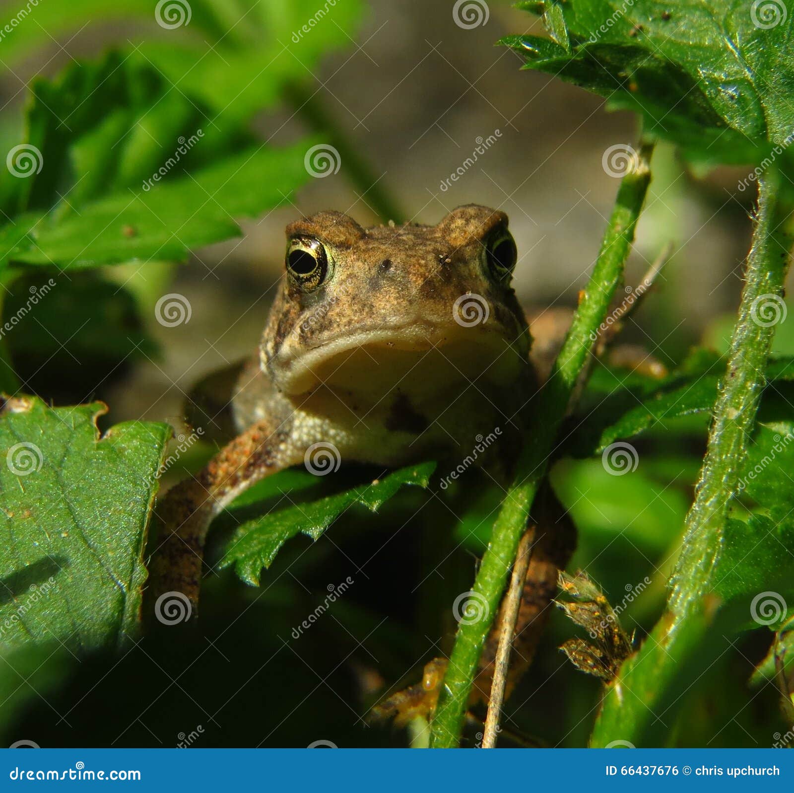 Tiny toad stock photo. Image of awaits, eyes, yards, reptile - 66437676