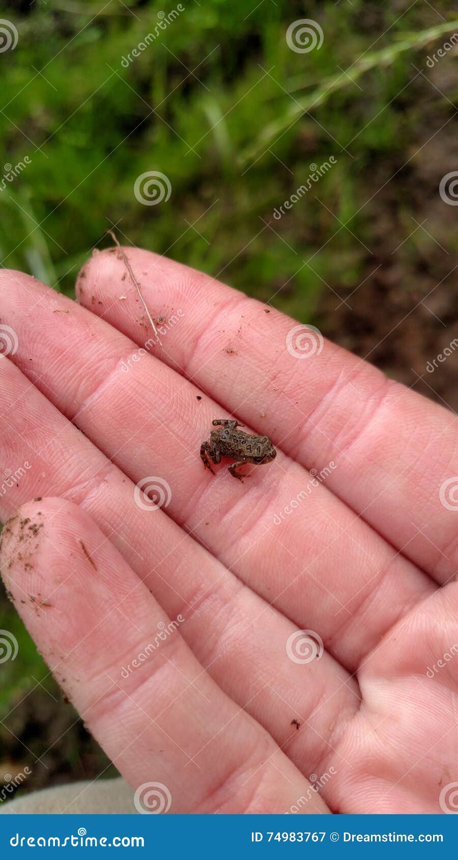 Tiny Toadlet stock image. Image of tiny, toad, american - 74983767