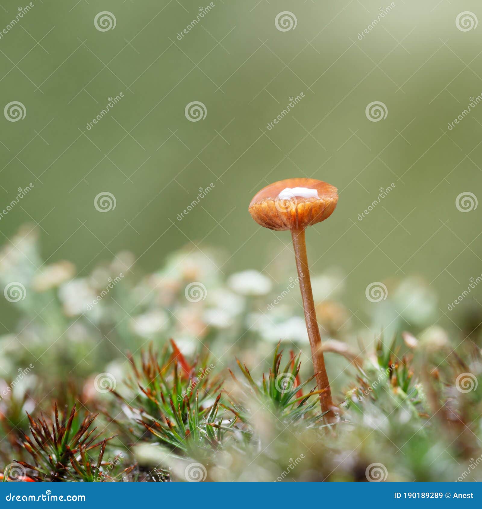 Tiny toadstool after rain stock image. Image of side - 190189289
