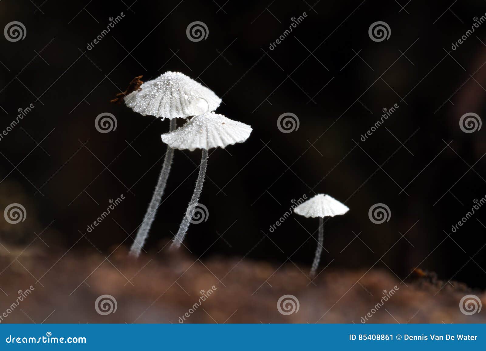 Tiny Toadstools stock image. Image of beautiful, plant - 85408861