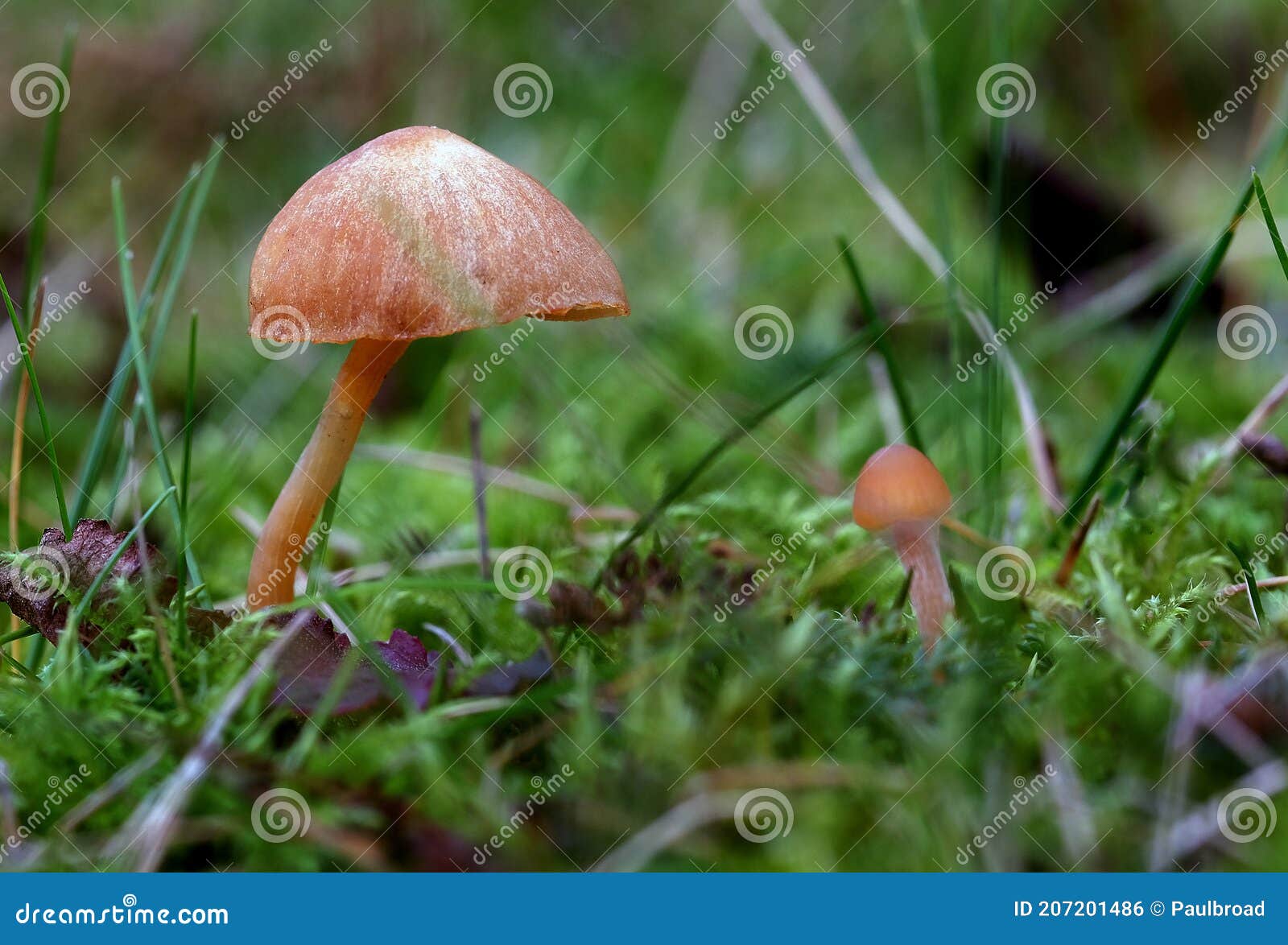 Tiny Toadstools on Urban House Lawn. Stock Photo - Image of toadstools ...