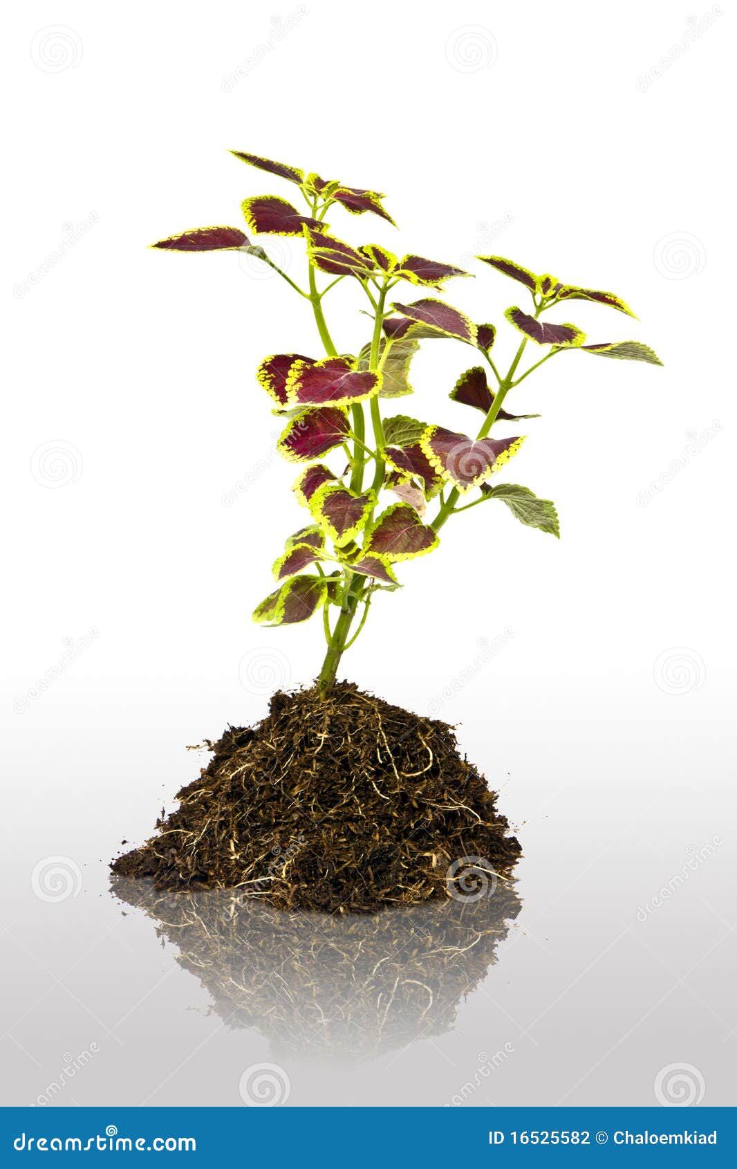 Tiny tree stock photo. Image of flower, green, isolated - 16525582