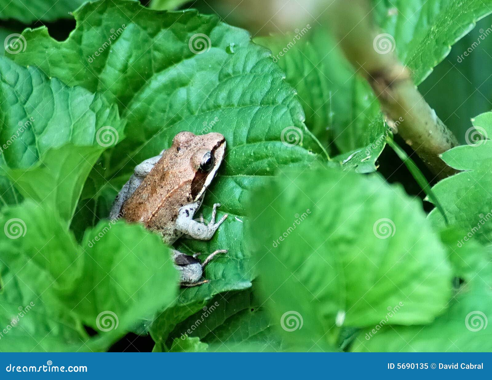 Tiny Tree frog stock image. Image of animal, ponds, learn - 5690135