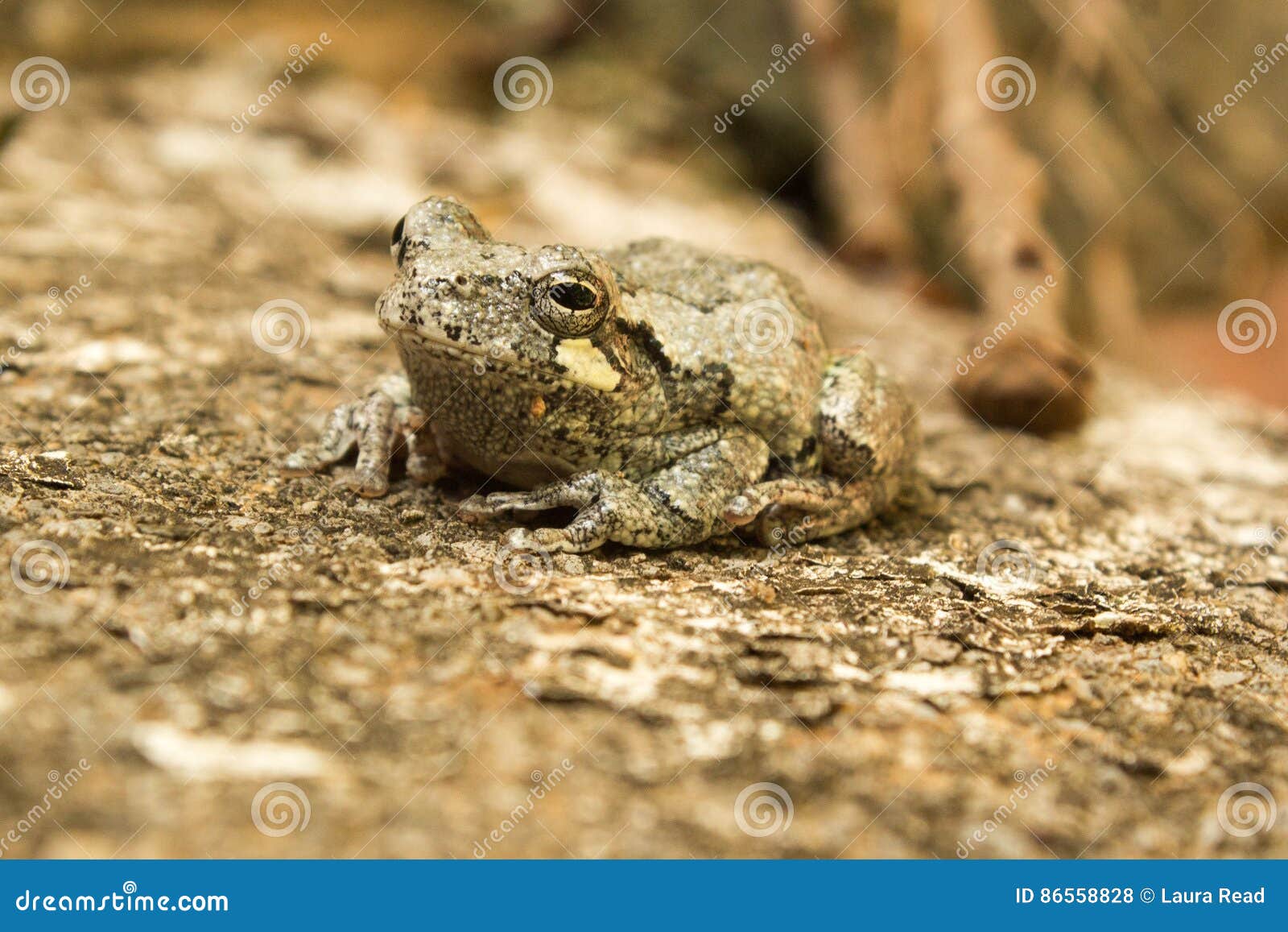 Tiny Tree Frog Close-up stock photo. Image of sitting - 86558828