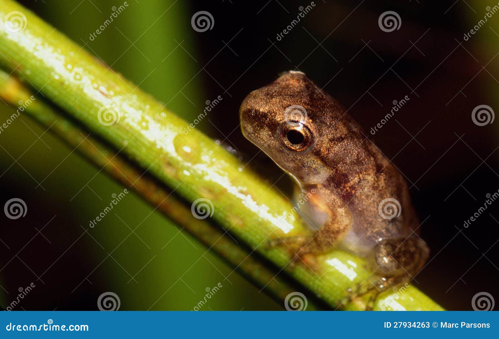 Tiny Tree Frog on Grass Stem Stock Image - Image of eyes, tree: 27934263