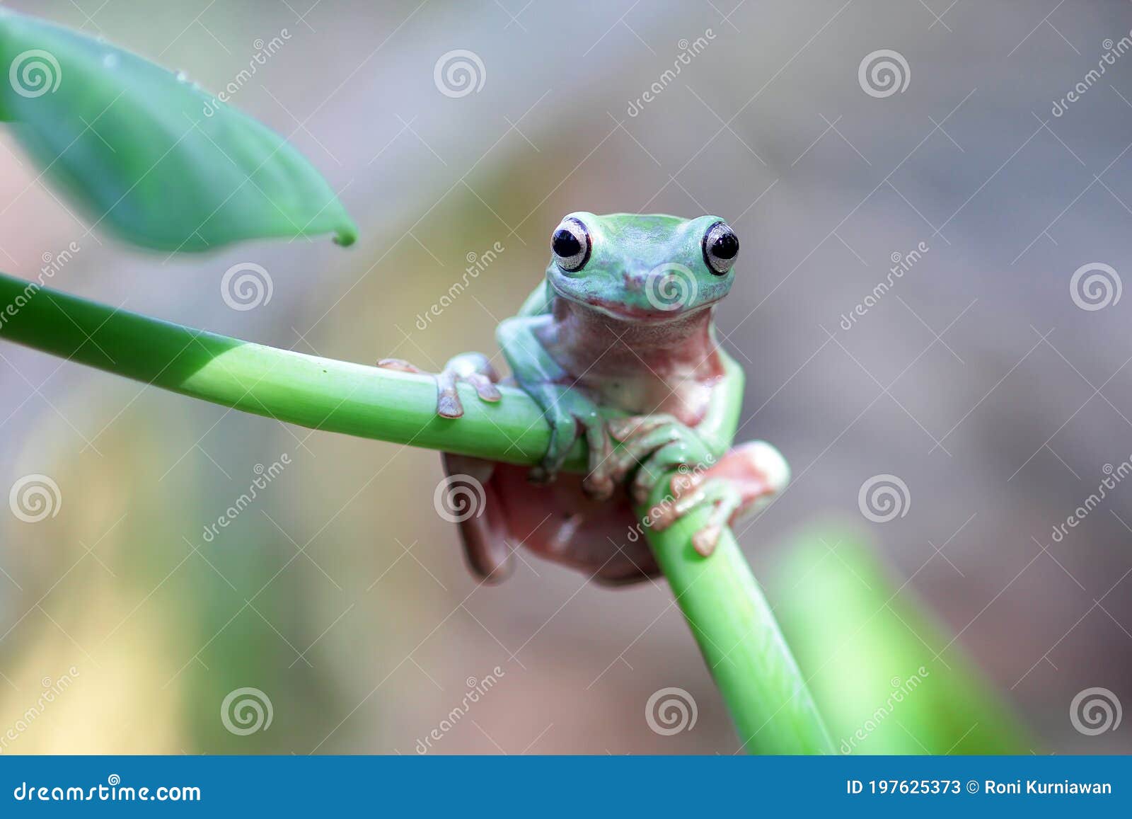 Cute tree frog stock image. Image of hanging, species - 197625373