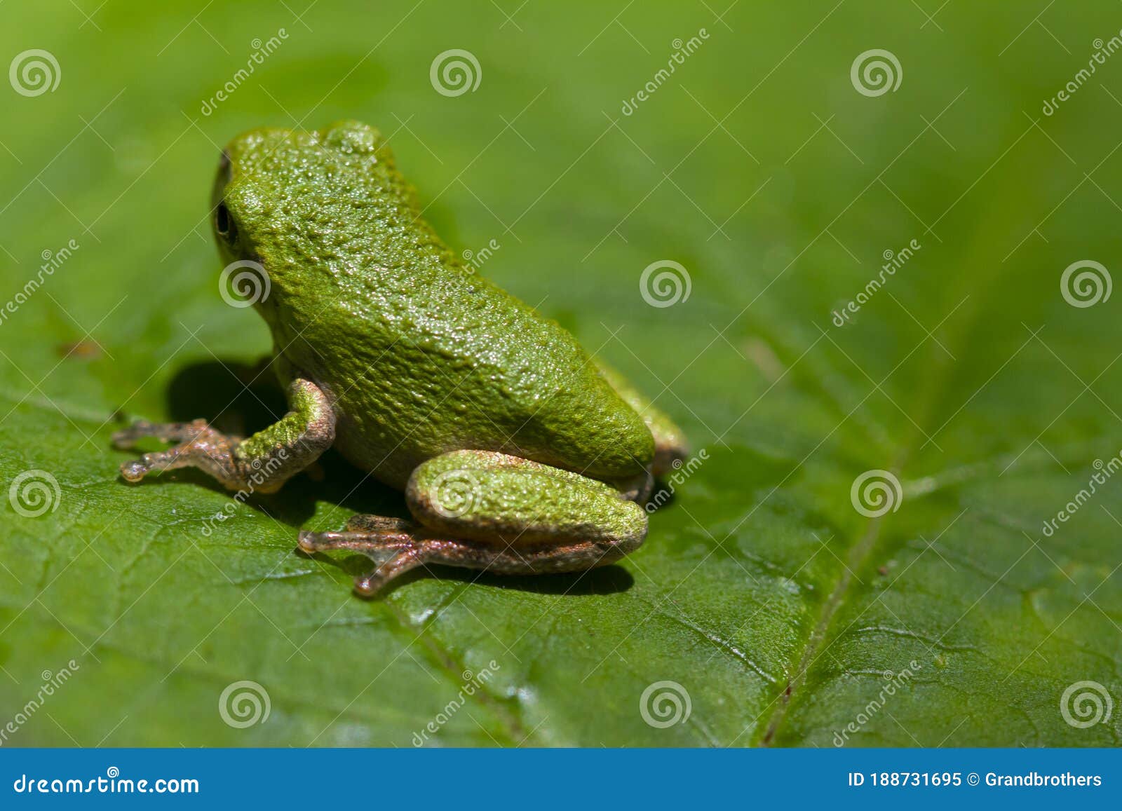 Tiny Tree Frog Sunbathing on a Leaf Stock Image - Image of immobile, color: 188731695