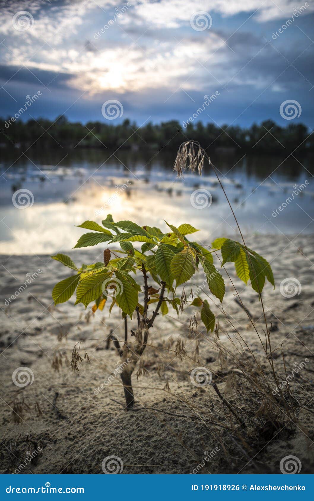 Tiny Tree Growing on the Beach, Sunset on a River Stock Photo - Image ...