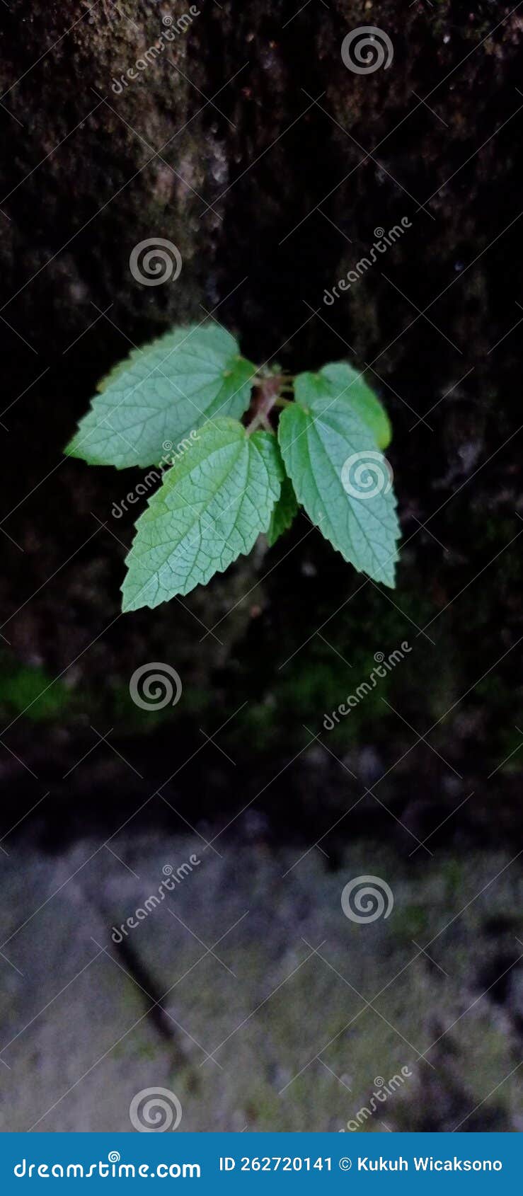 Tiny Tree Grows Wild stock image. Image of macro, tree - 262720141