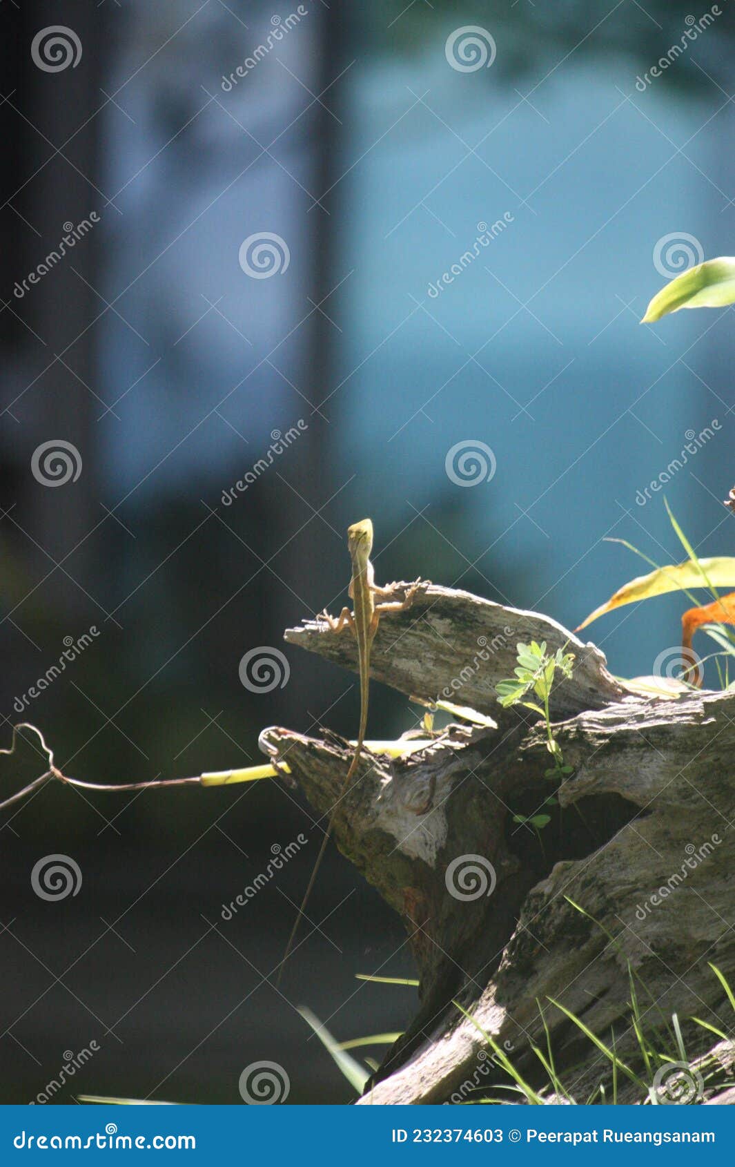 A Tiny Tree Lizard Hanging on the Broken Wood in the Natural Garden ...