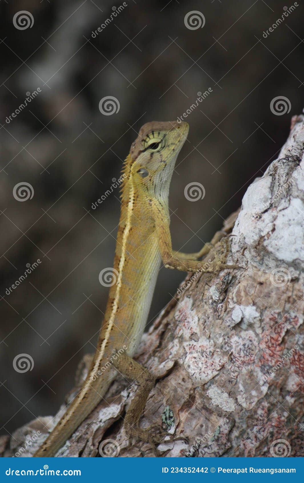 A Tiny Tree Lizard Hanging on the Leelawadee Tree. Stock Photo - Image ...