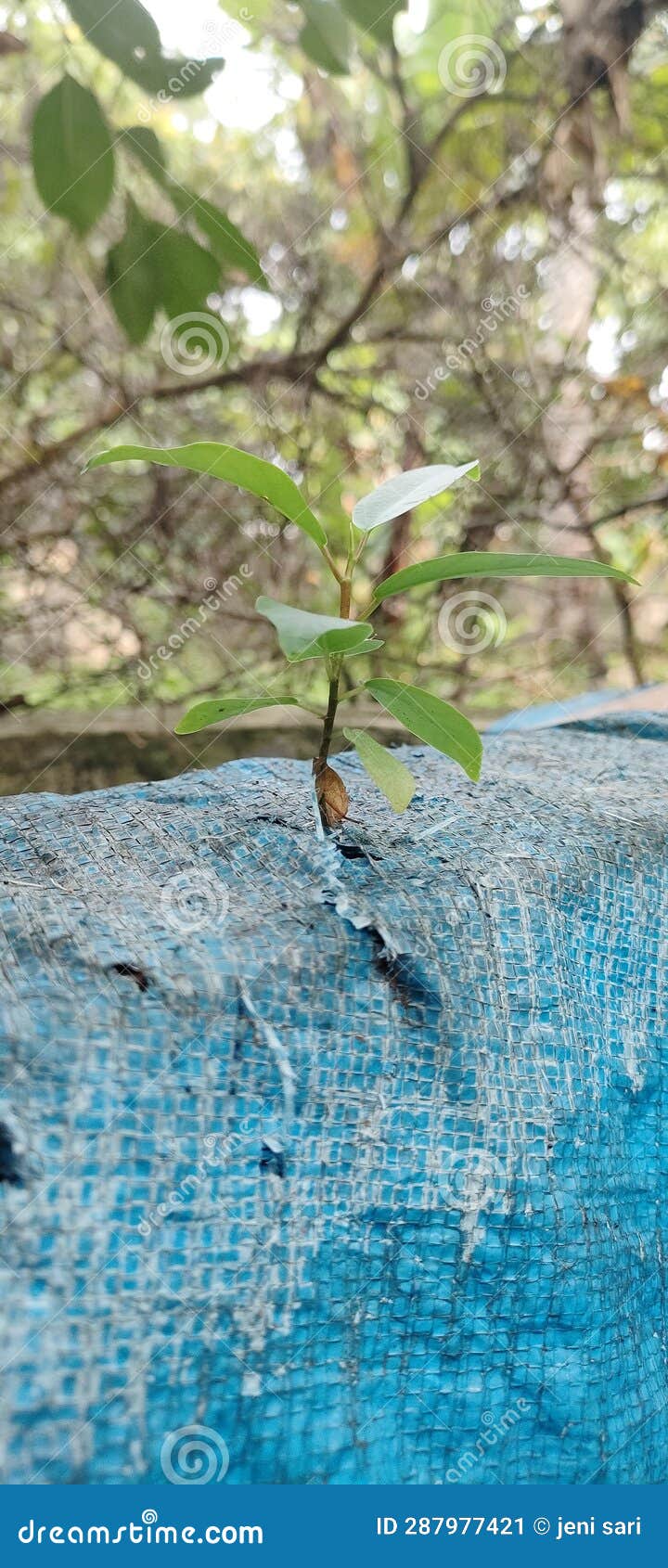 Tiny tree stock image. Image of place, looking, tree - 287977421