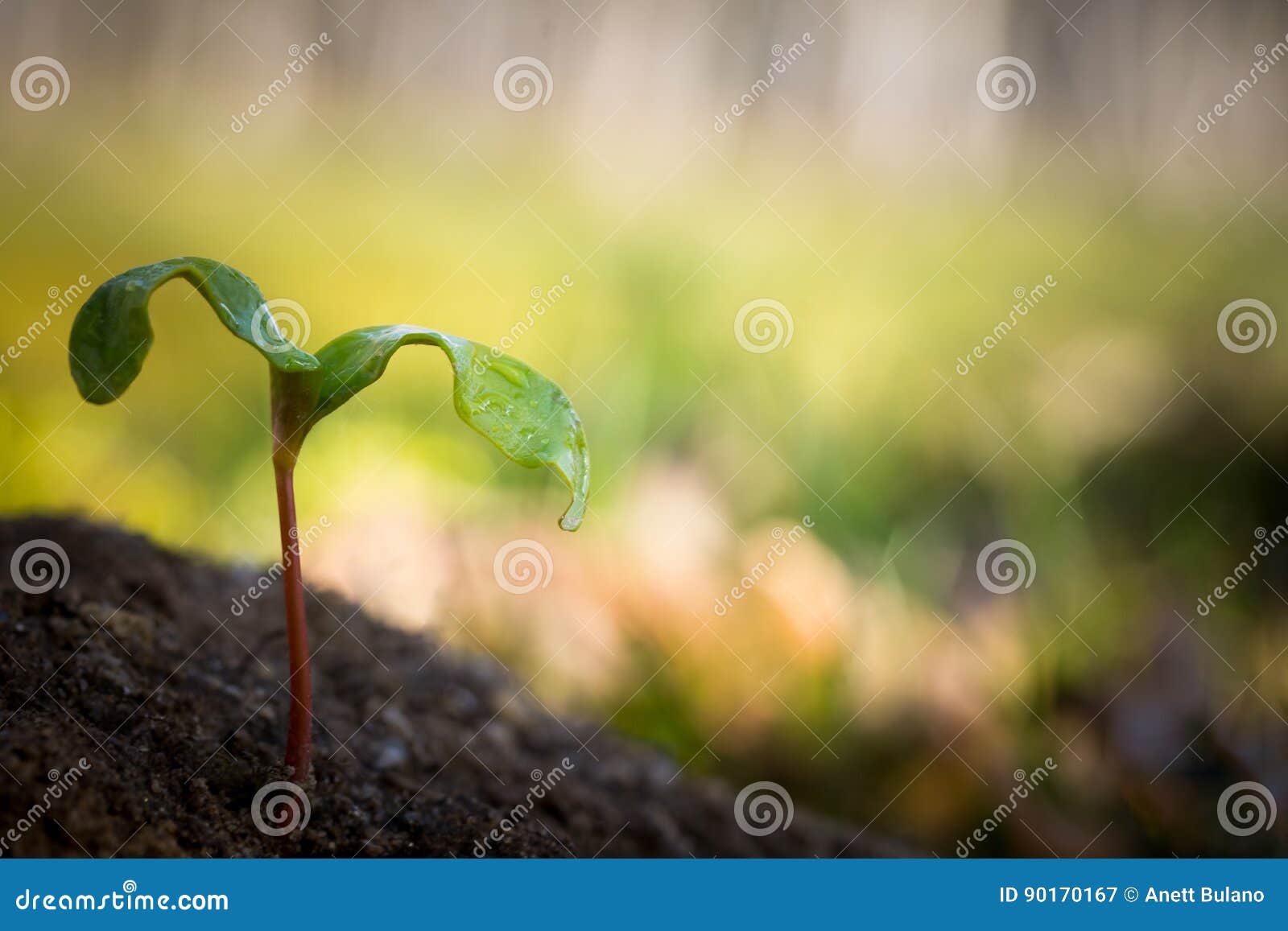 Tiny tree sapling stock image. Image of growing, dirt - 90170167