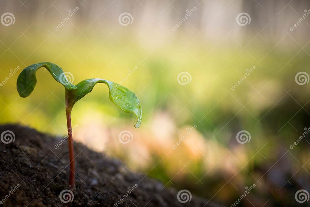 Tiny tree sapling stock image. Image of growing, dirt - 90170167
