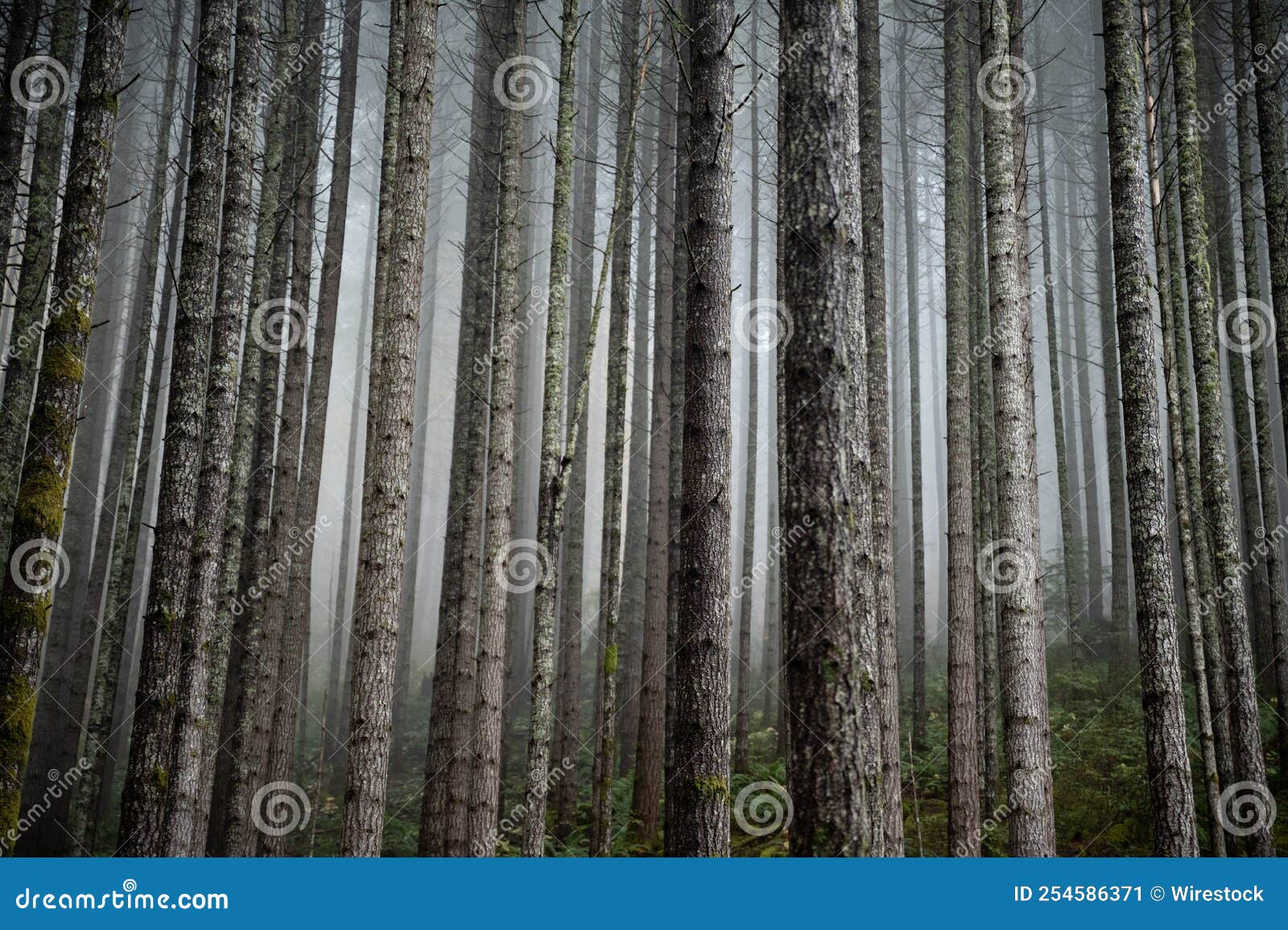 Tiny Tree Trunks in a Mysterious, Foggy Forest Stock Image - Image of ...