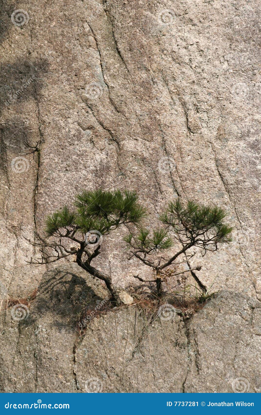 Tiny Trees on a Cliffside stock image. Image of plant - 7737281