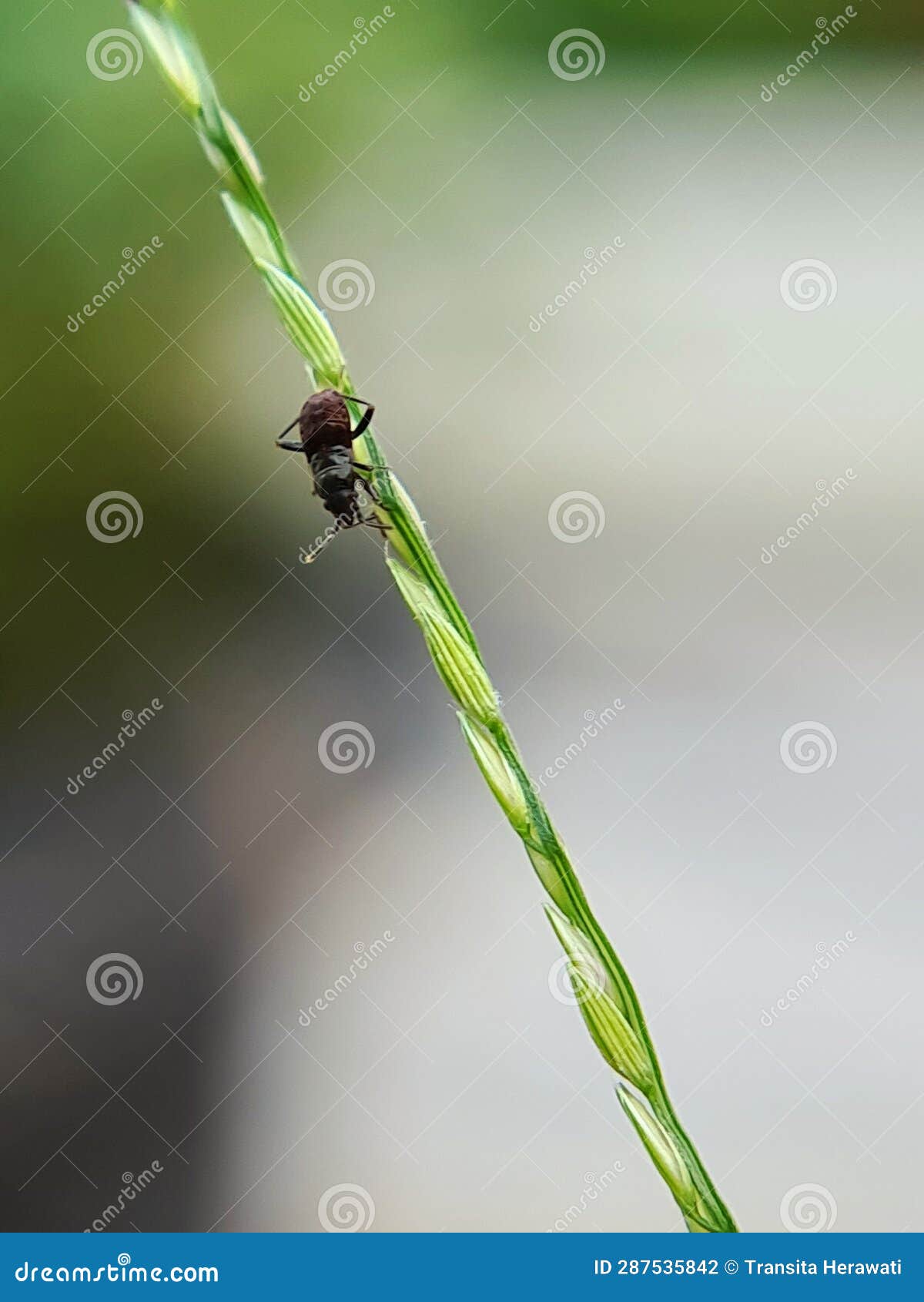 True Bugs. Small Lace Bug Of The Family Tingidae. Gonocerus ...