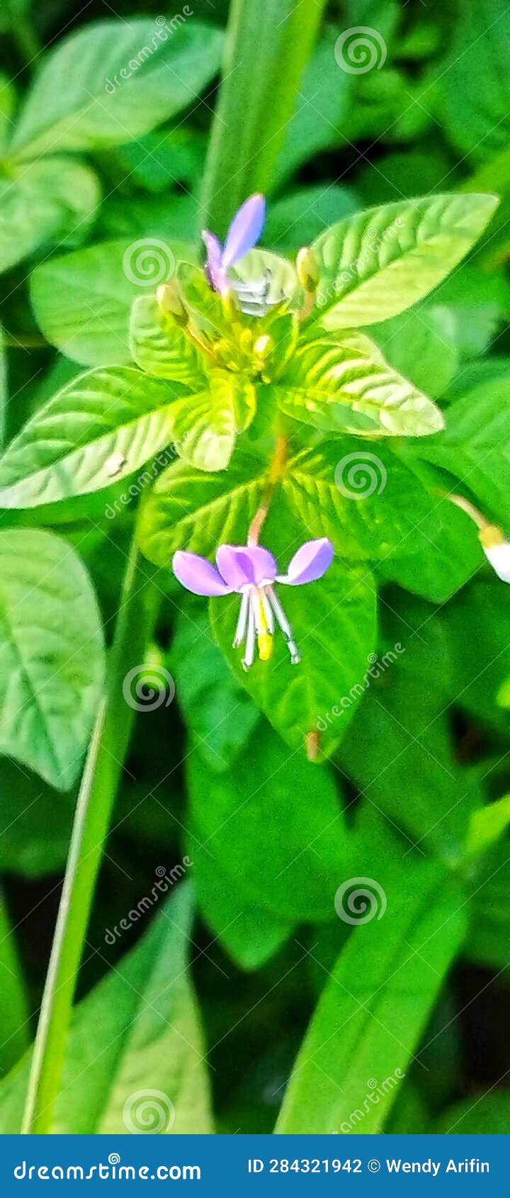 Tiny Trunks Purple Part Two Stock Photo - Image of purple, trunks ...