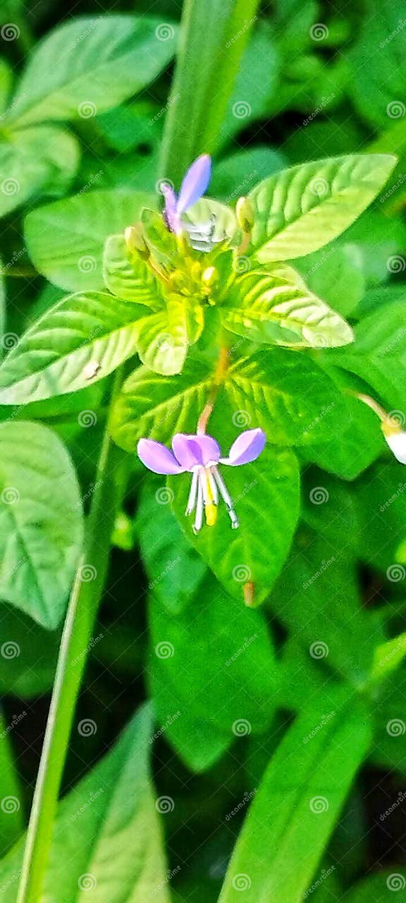 Tiny Trunks Purple Part Two Stock Photo - Image of purple, trunks ...