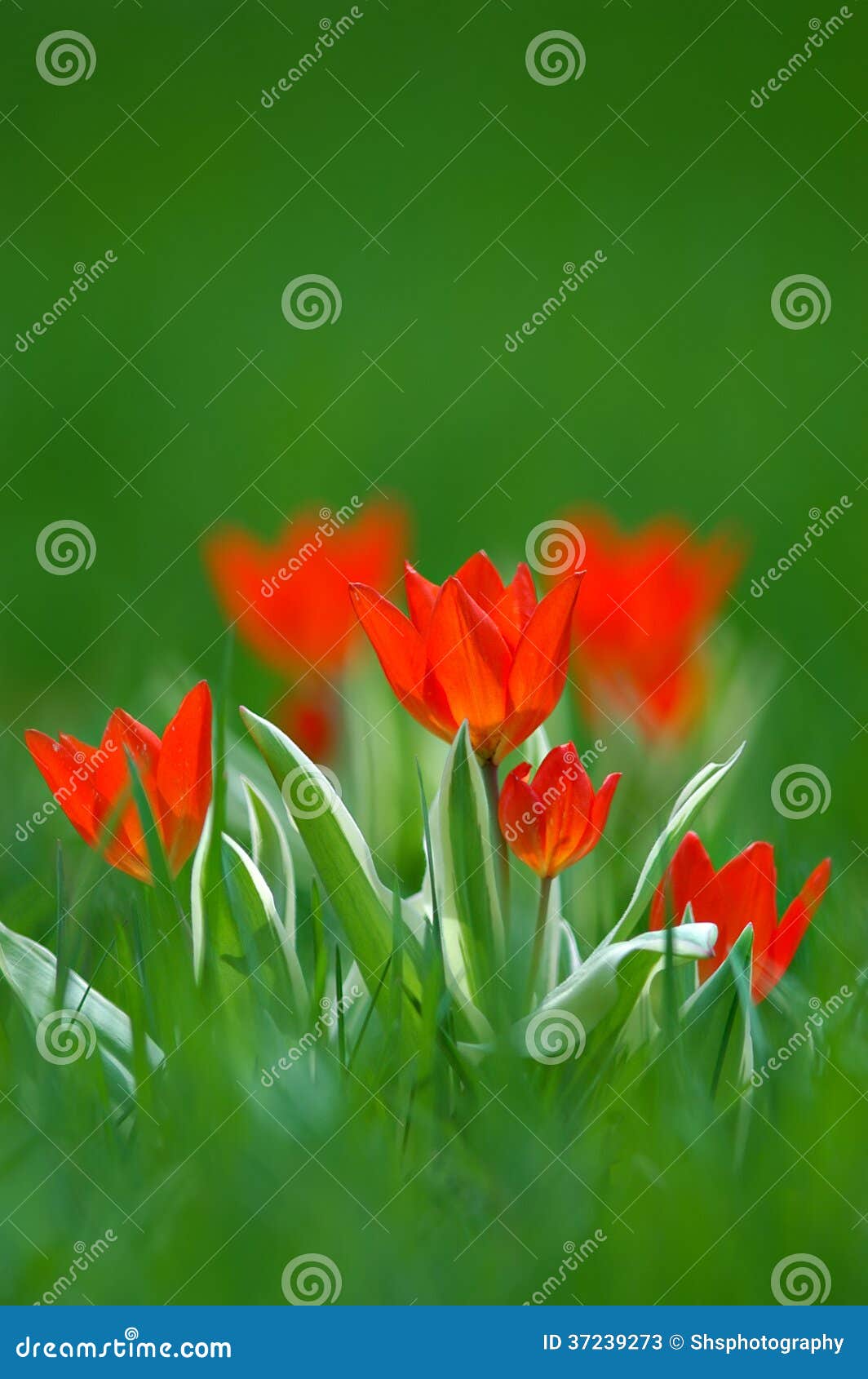 Tiny Tulips stock image. Image of selective, national - 37239273