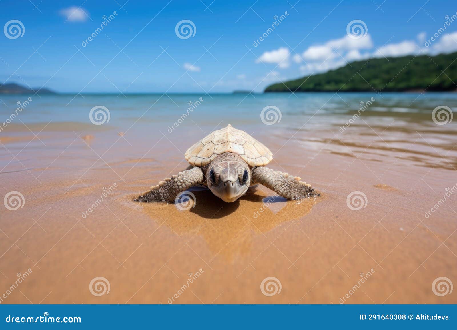 Tiny Turtle Approaching the Ocean for the First Time Stock Photo ...