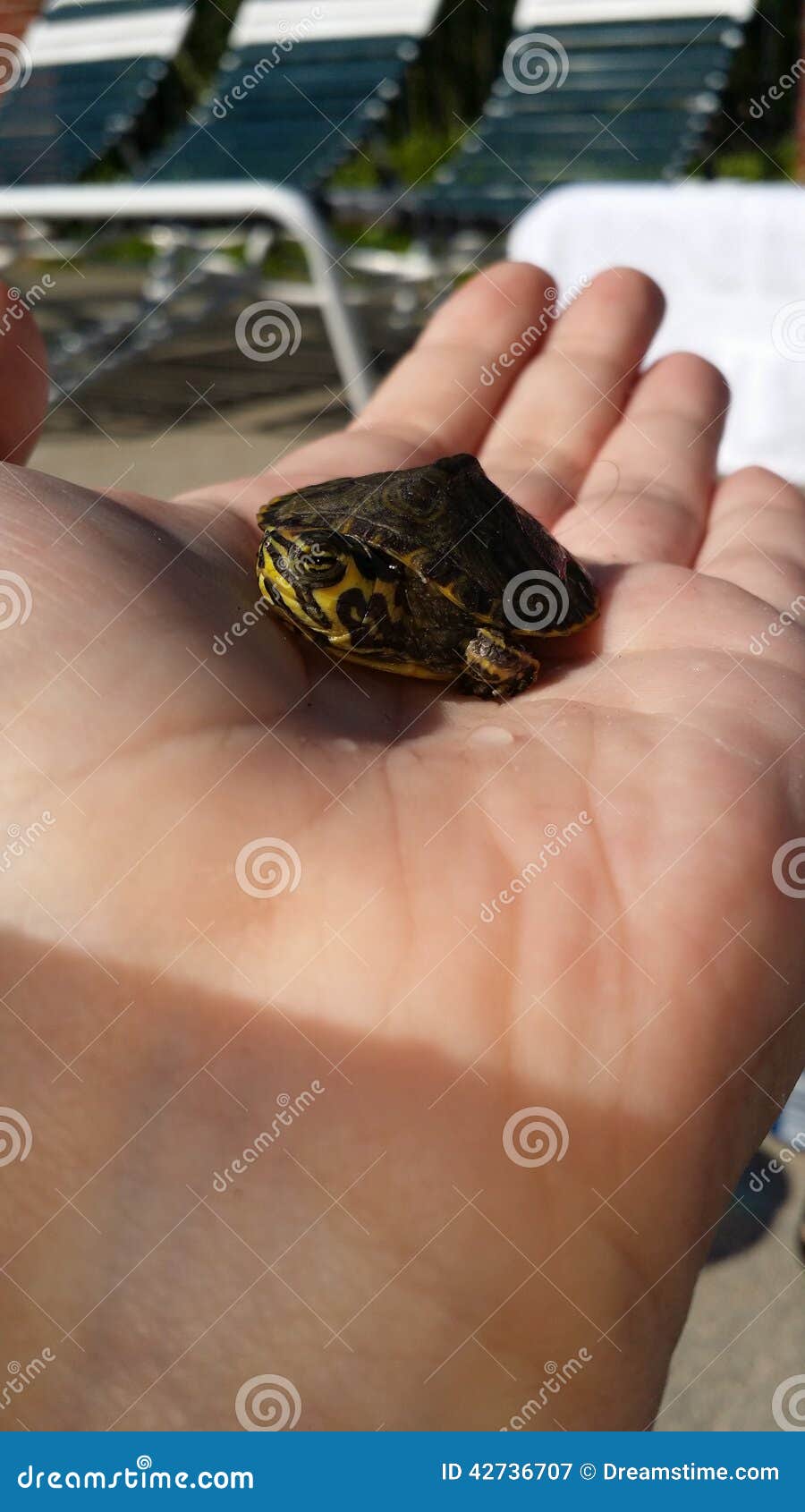 Tiny Sea Turtle Hatchling Overcoming Obstacles On Its Hard Journey To ...