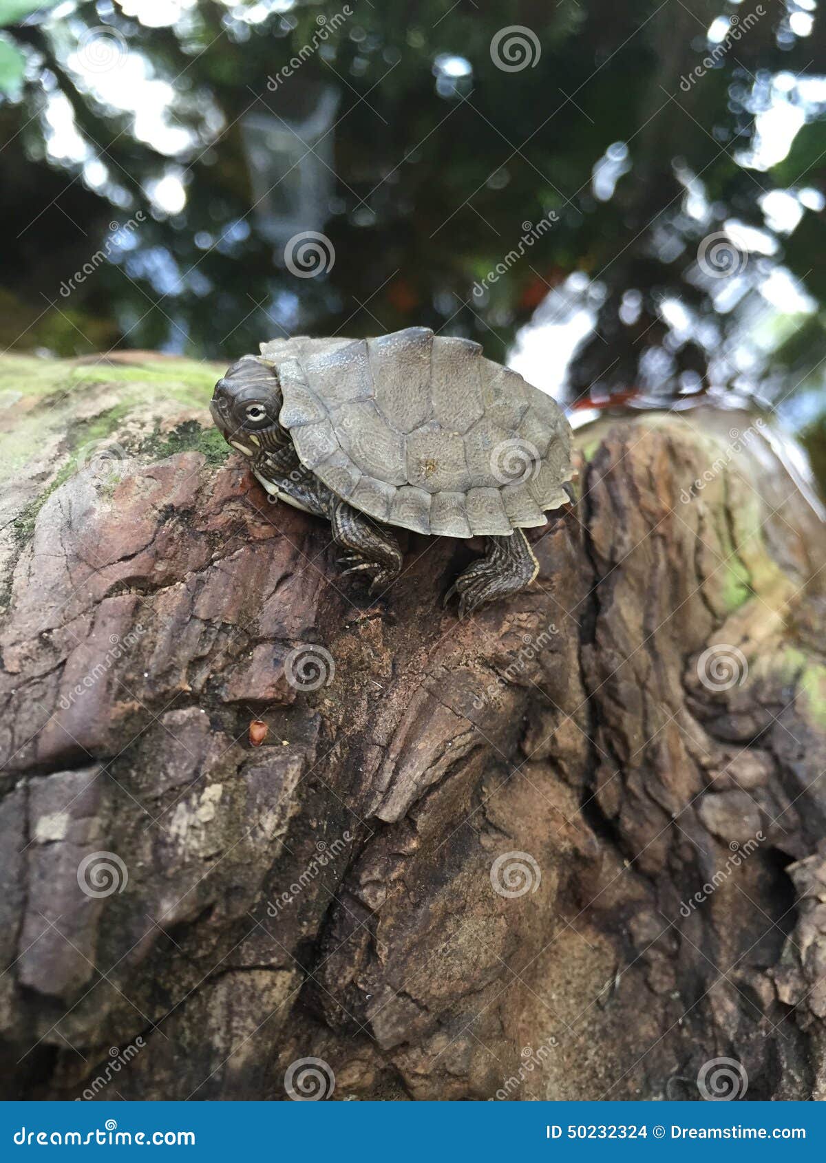 Tiny turtle stock photo. Image of turtle, rock, tiny - 50232324