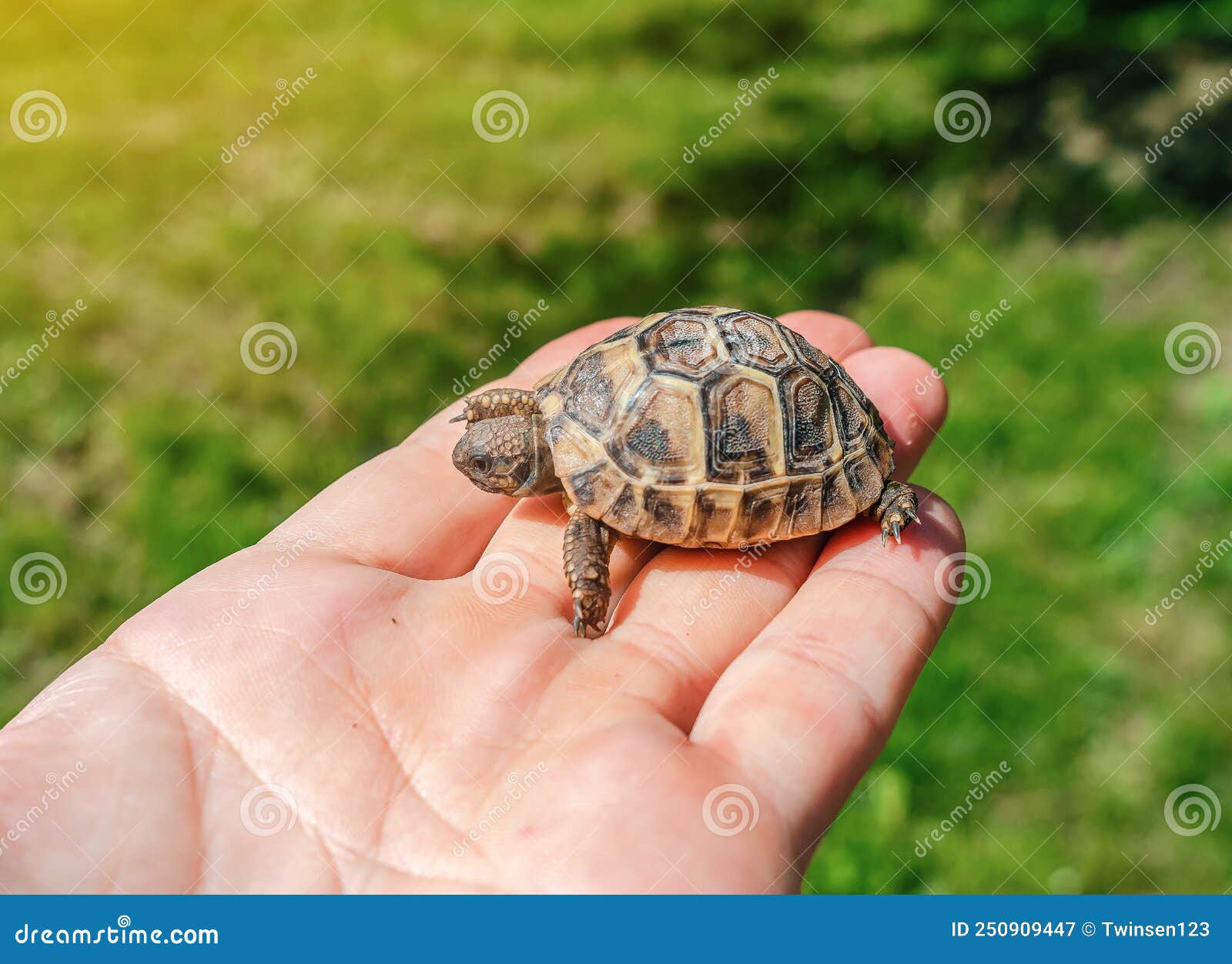 A Tiny Turtle Sits on a Man`s Palm. Blurred Green Background. Side View ...