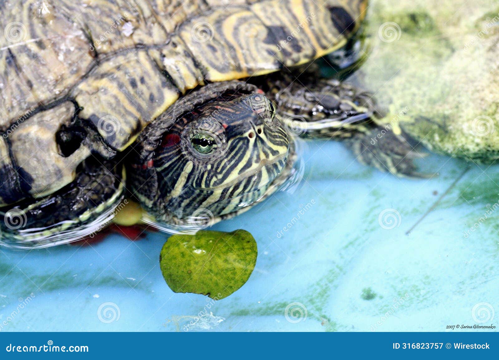 Tiny Turtle Swimming with Fruit and a Leaf on Its Shell Stock Image ...