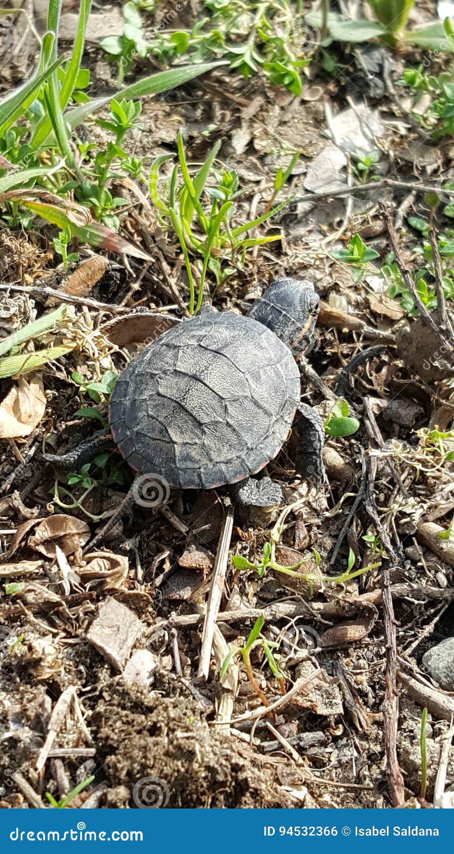 Turtle Textures stock photo. Image of turtle, reptile - 94532366