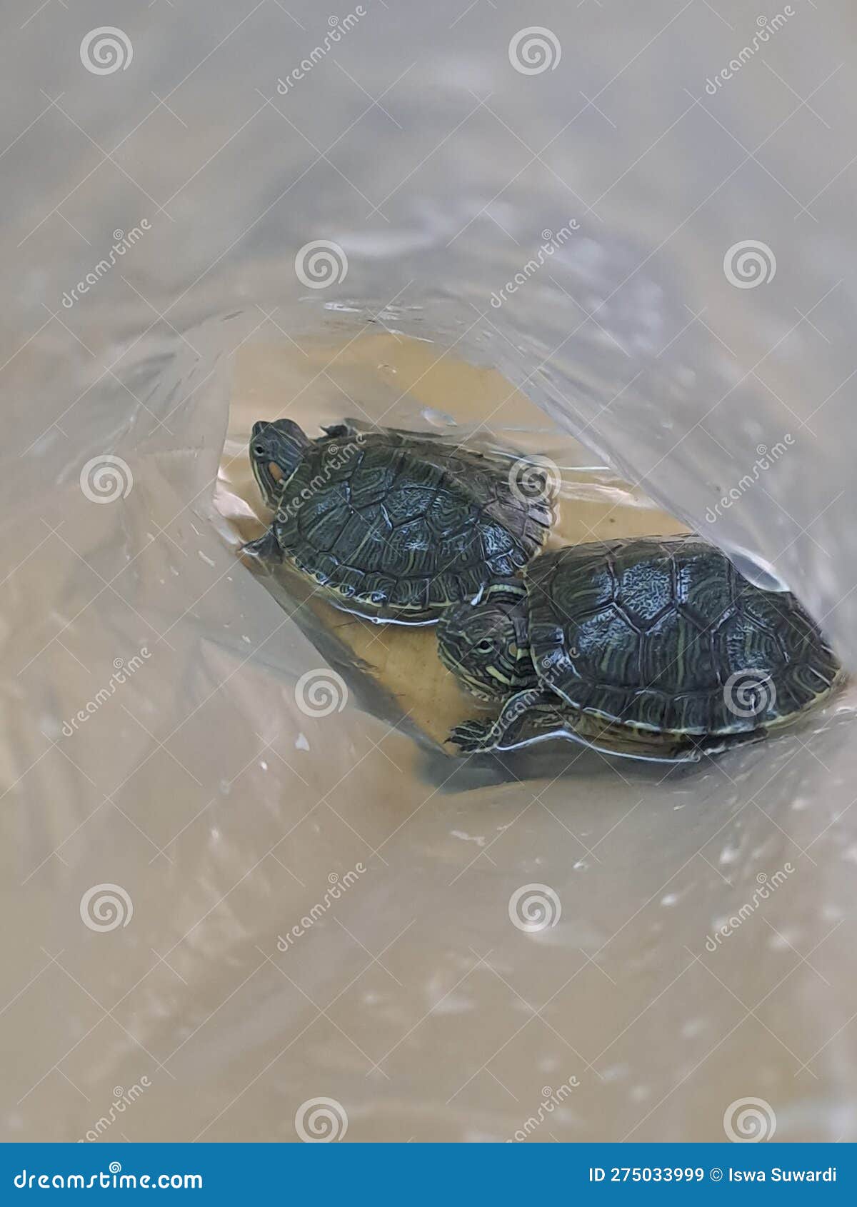 Tiny turtles swim stock image. Image of swim, tiny, creature - 275033999