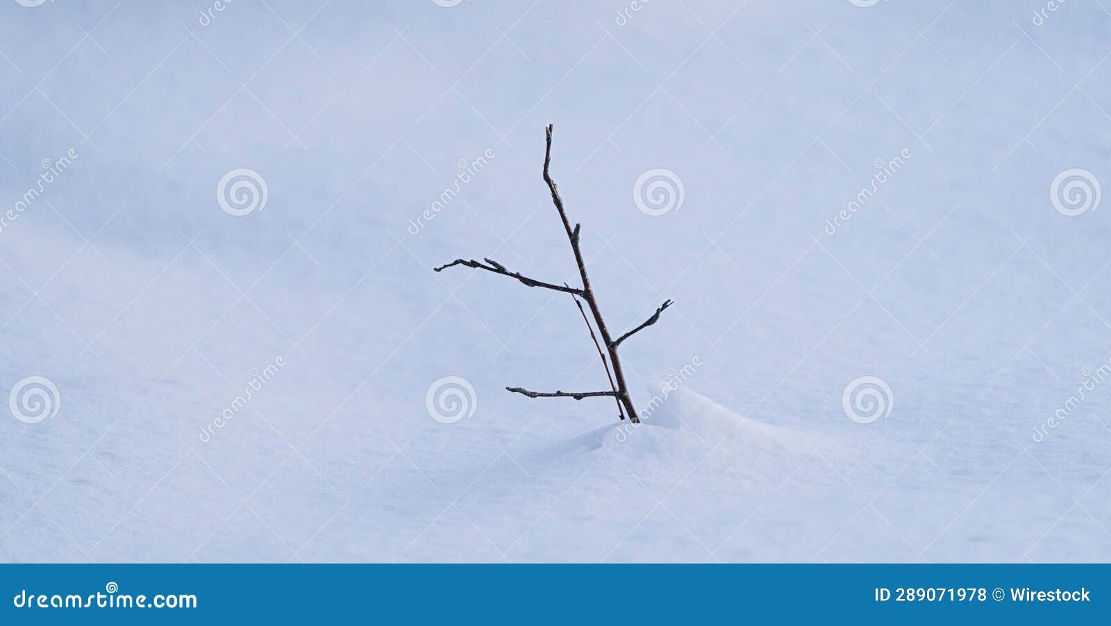 Tiny Twig in the Snow with Small Tree Branch at the Top Stock Photo ...