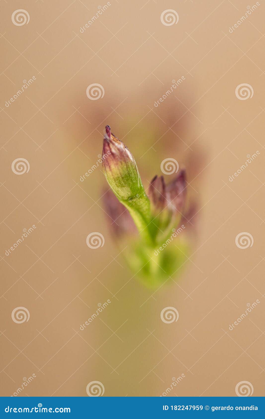 Tiny and Very Tender Flower Buds Starting Stock Image - Image of ...