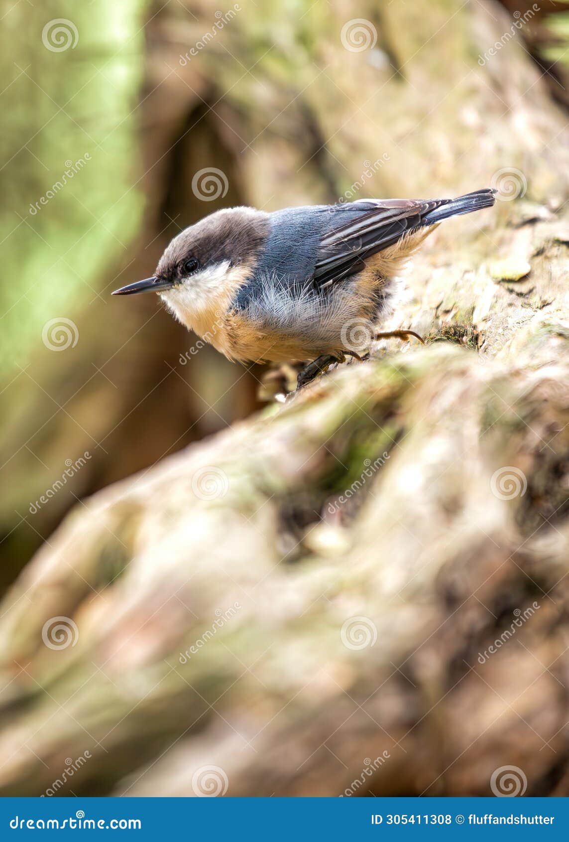 Pygmy Nuthatch (Sitta Pygmaea) in North America Stock Photo - Image of ...