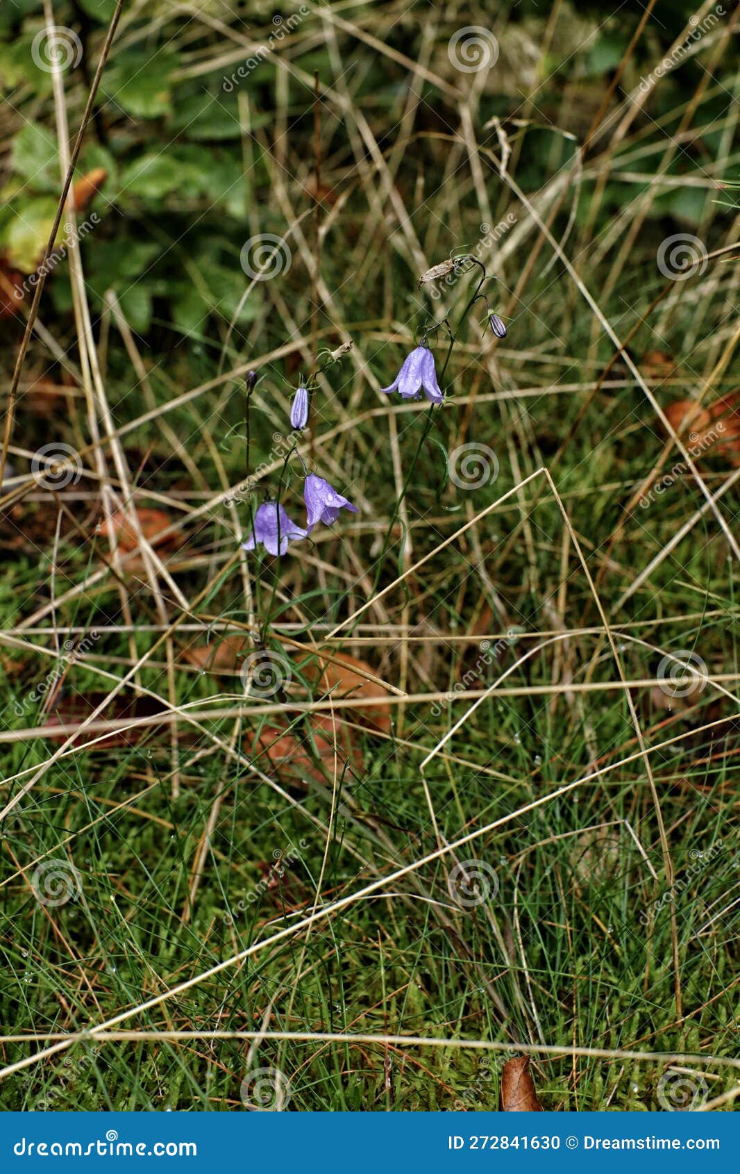 Tiny Violet Bells Flowers in Tall Grass Stock Photo - Image of ...