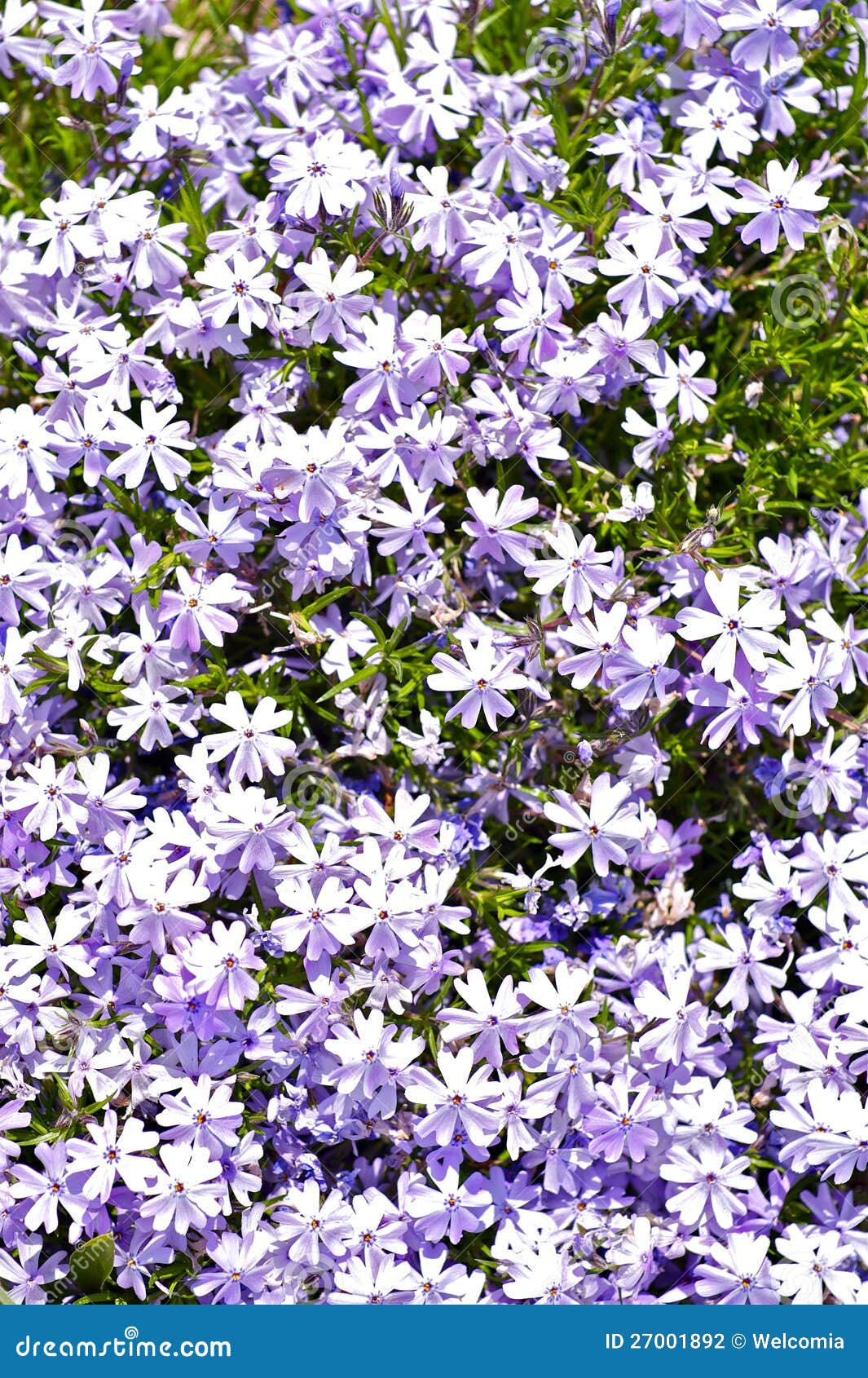 Tiny Violet Flower stock photo. Image of flowers, natural - 27001892