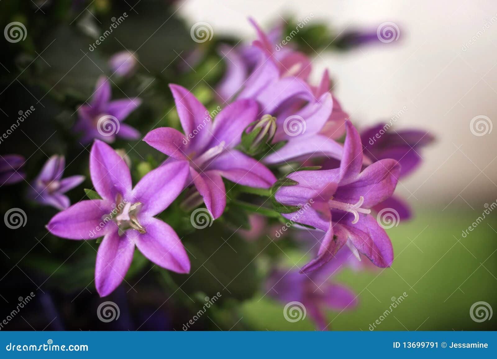 Tiny violet flowers stock image. Image of blur, ping - 13699791