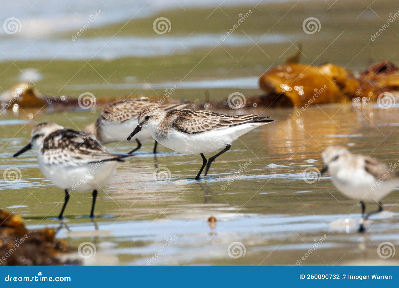 Red-necked Stint in Western Australia Stock Photo - Image of birding ...