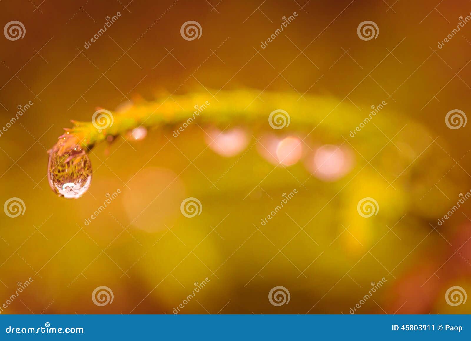 Tiny water droplet stock image. Image of garden, spring - 45803911
