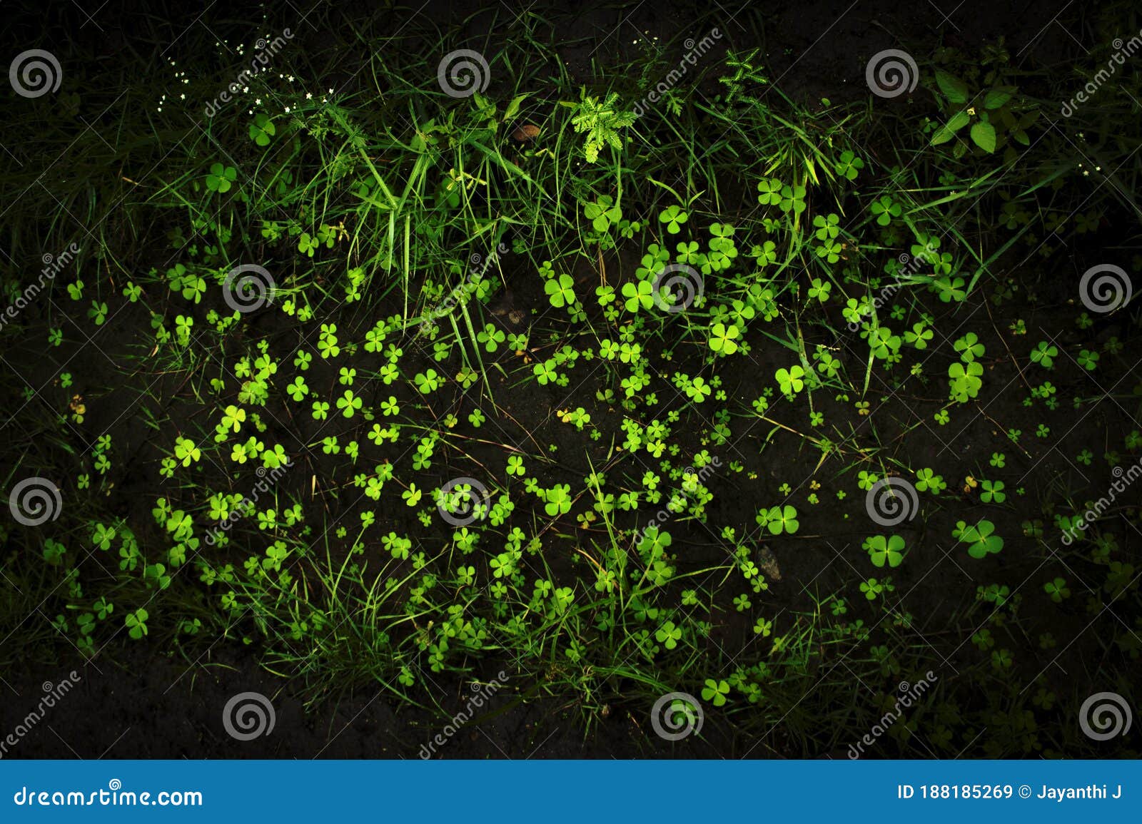 Fresh Green Weed on Paddy Field Stock Image - Image of green, cactus ...