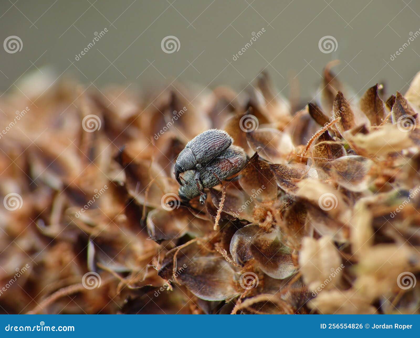 Tiny Weevil Beetle stock photo. Image of invertebrate - 256554826