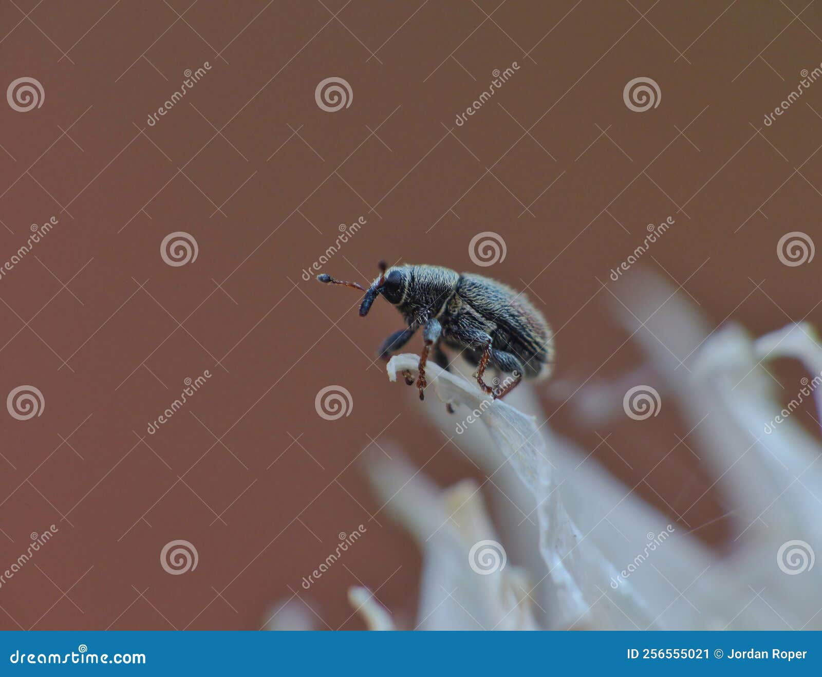 Tiny Weevil Beetle stock image. Image of damage, leaves - 256555021