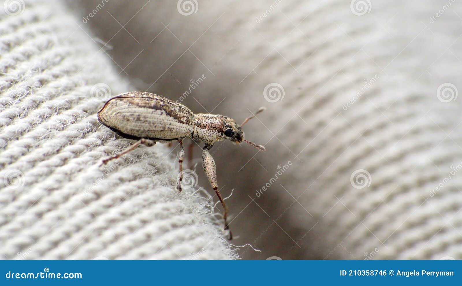 Tiny weevil stock photo. Image of brown, tiny, america - 210358746