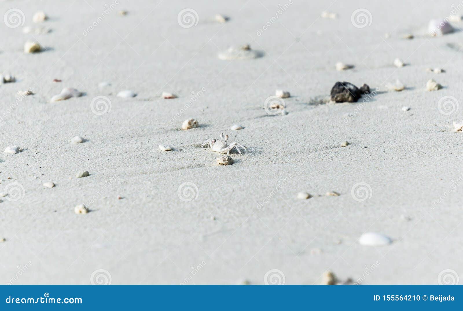 Tiny White Crab on Sand of Maldives Stock Photo - Image of shore ...