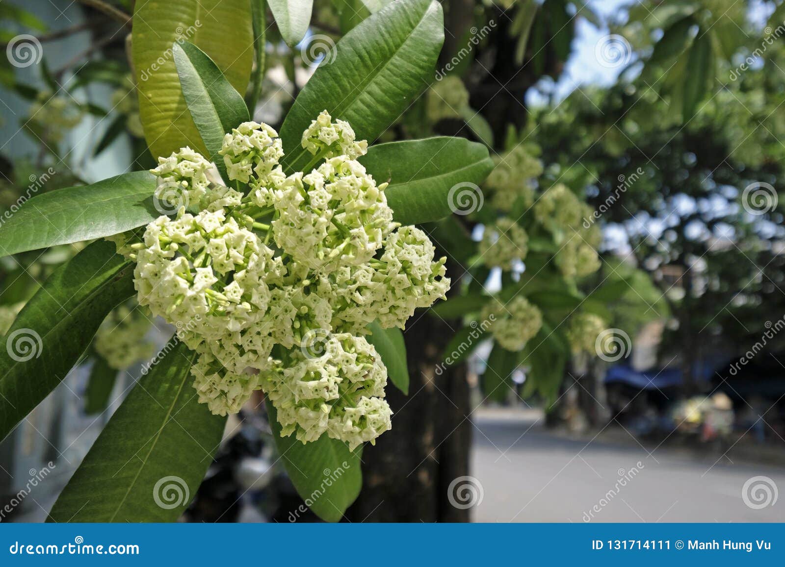 Tiny White Flowers of Devil Tree Stock Image - Image of evergreen, tree ...