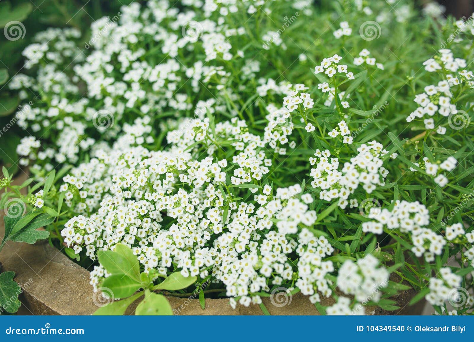 Tiny white flowers stock photo. Image of natural, floral - 104349540