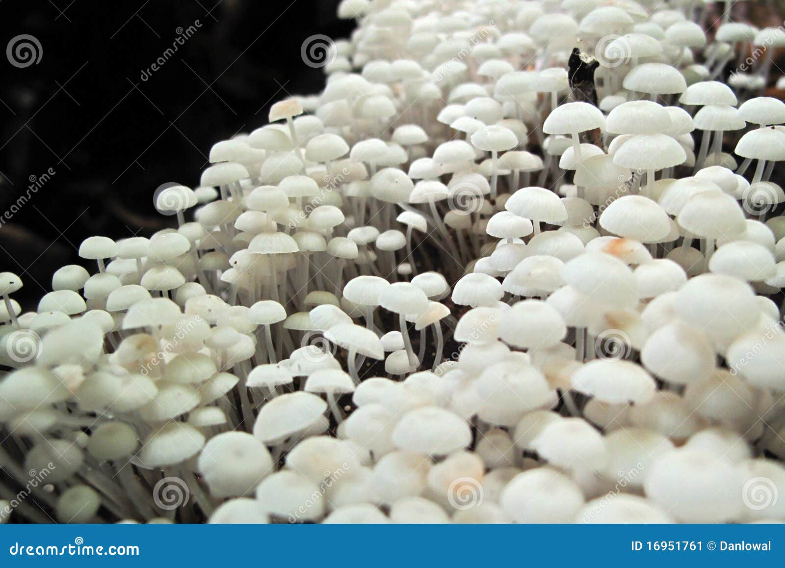Tiny white mushrooms stock image. Image of wild, slender - 16951761
